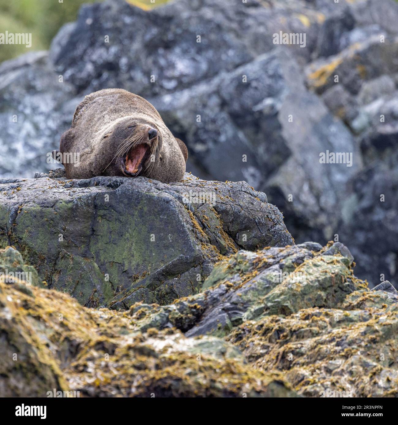 Fur Seal on Rocky Shore of Sandy Bay, Macquarie Island, Australia Stock ...