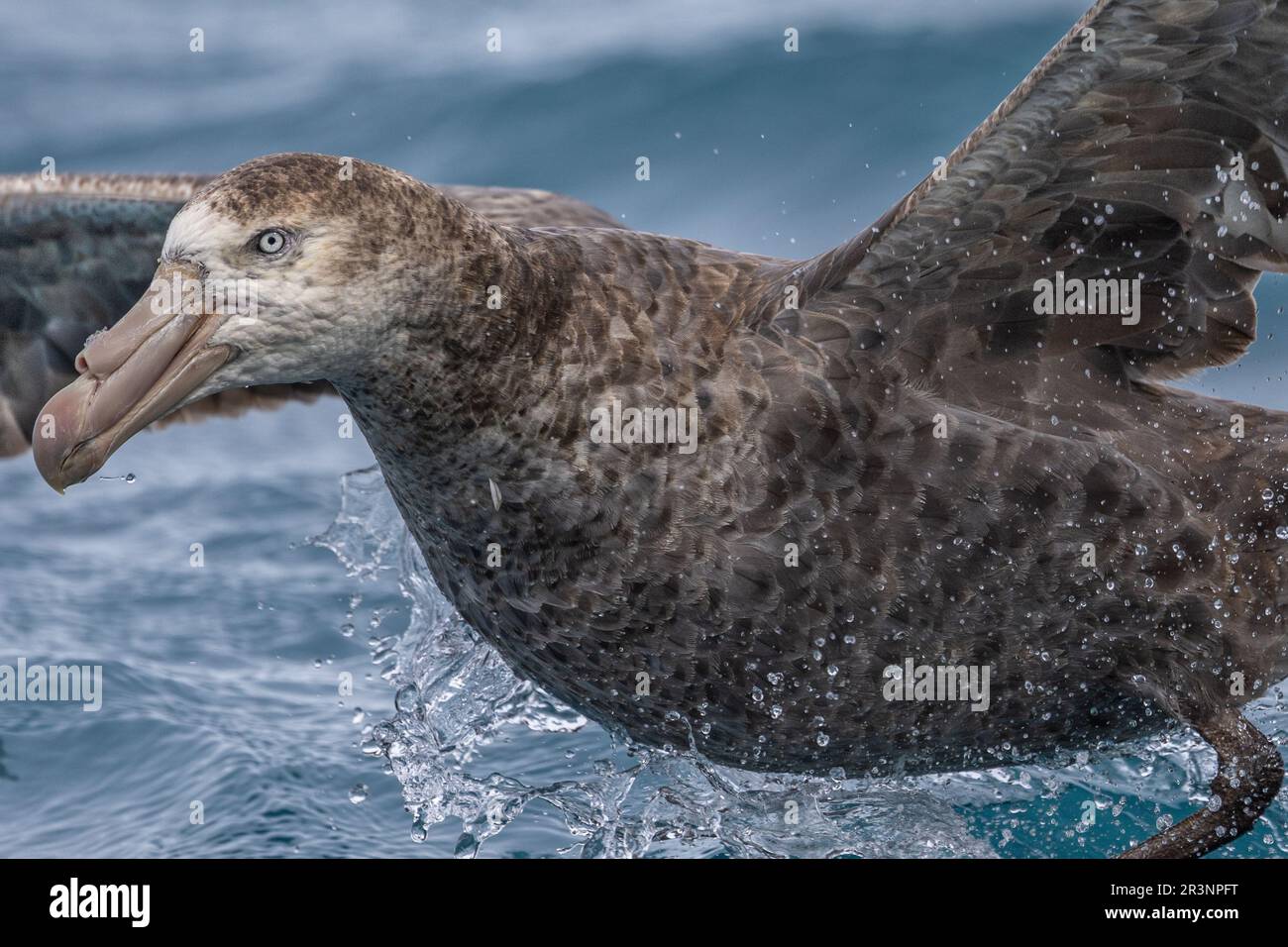 Giant Petrel in Southern Ocean near Macquarie Island, Australia Stock ...