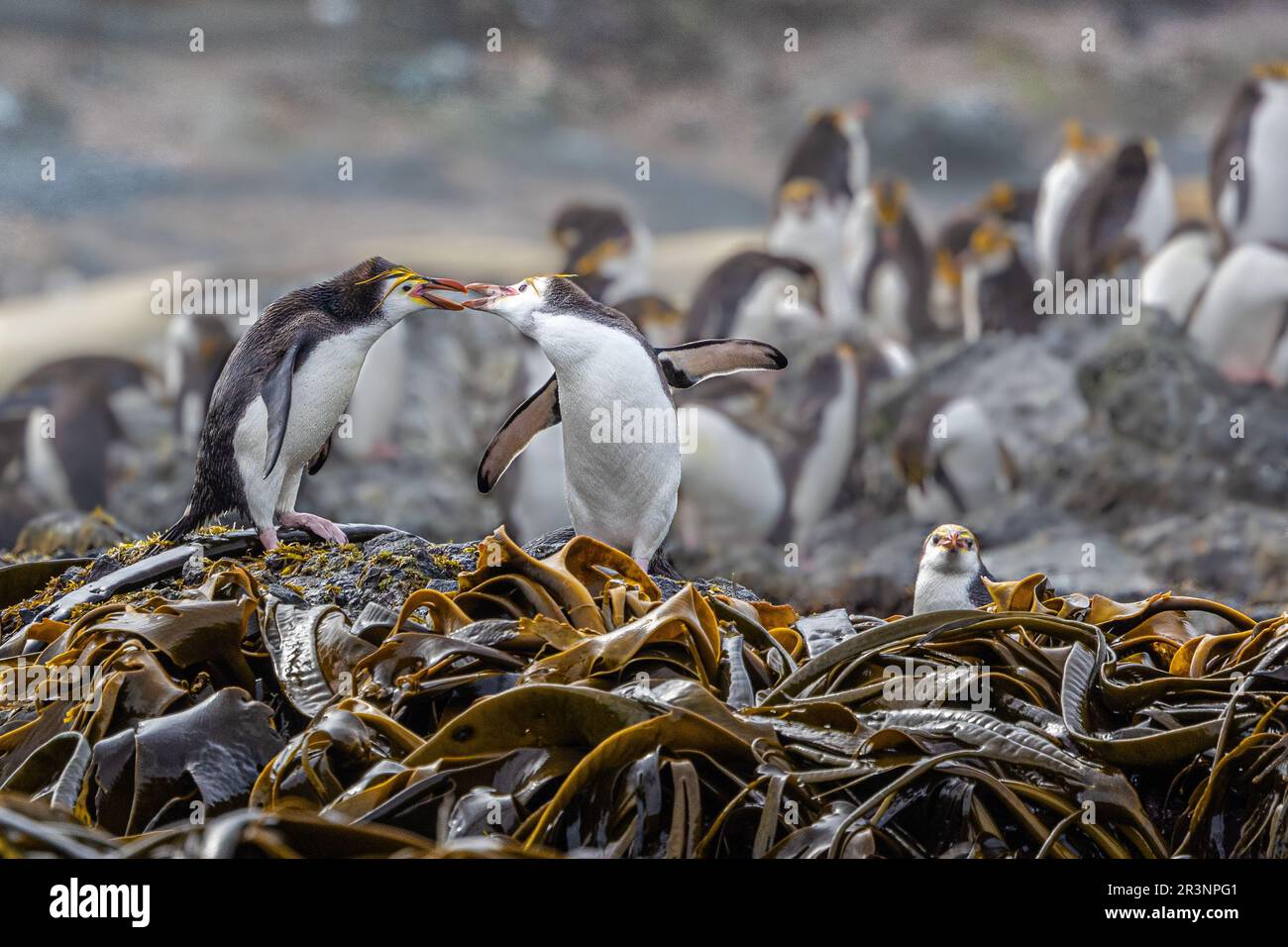 Royal Penguins Engaging in Mating Behavior, Macquarie Island, Australia ...