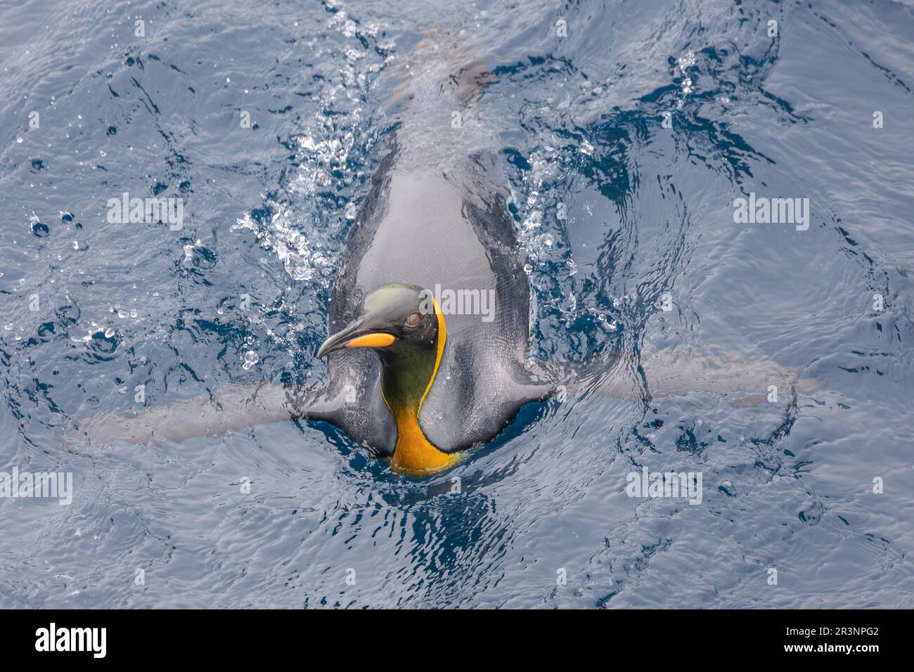 King Penguin Swimming Offshore near Lusitania Bay, Macquarie Island ...