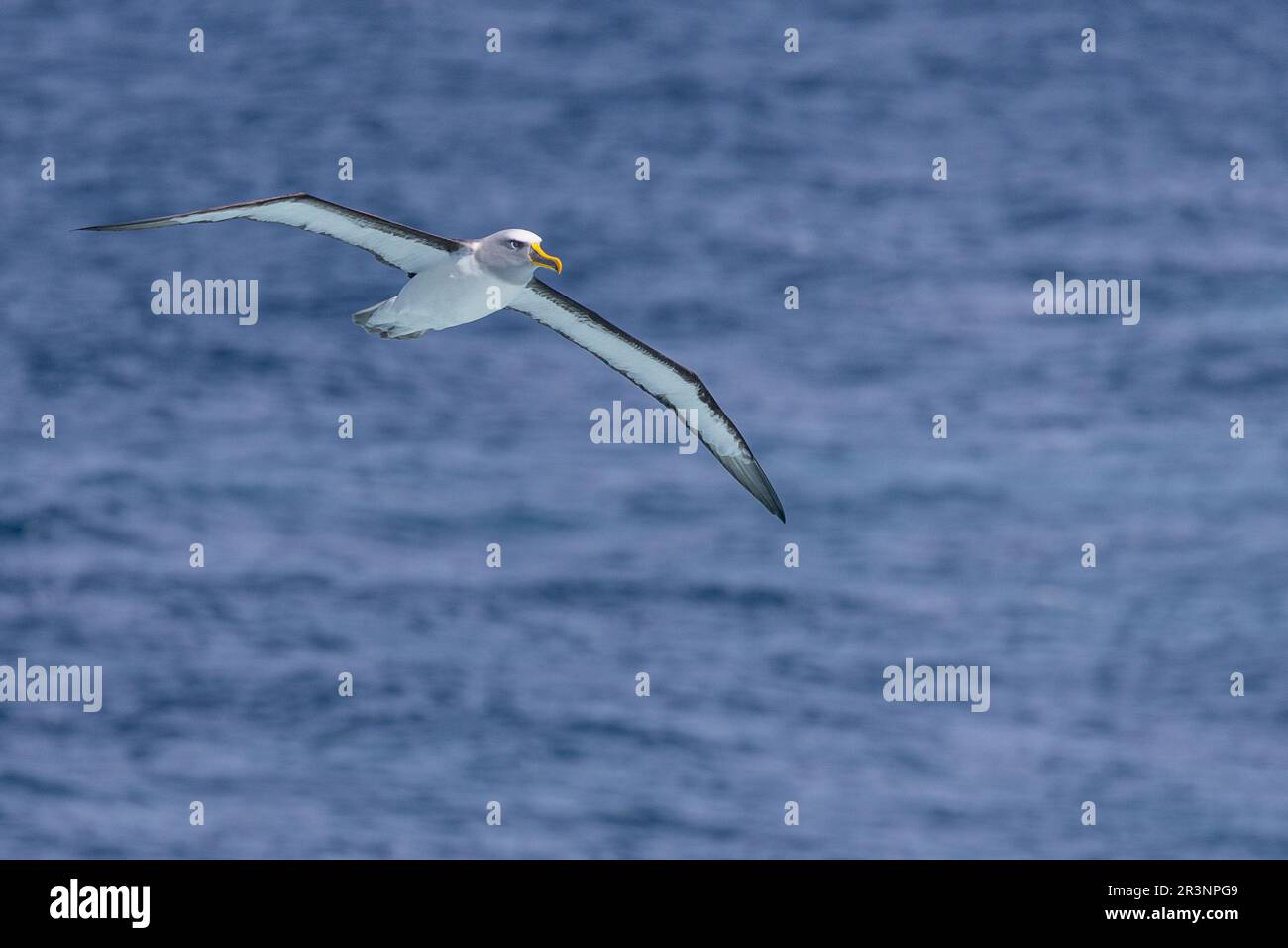 Buller's Albatross in Flight in the South Pacific Ocean near New ...