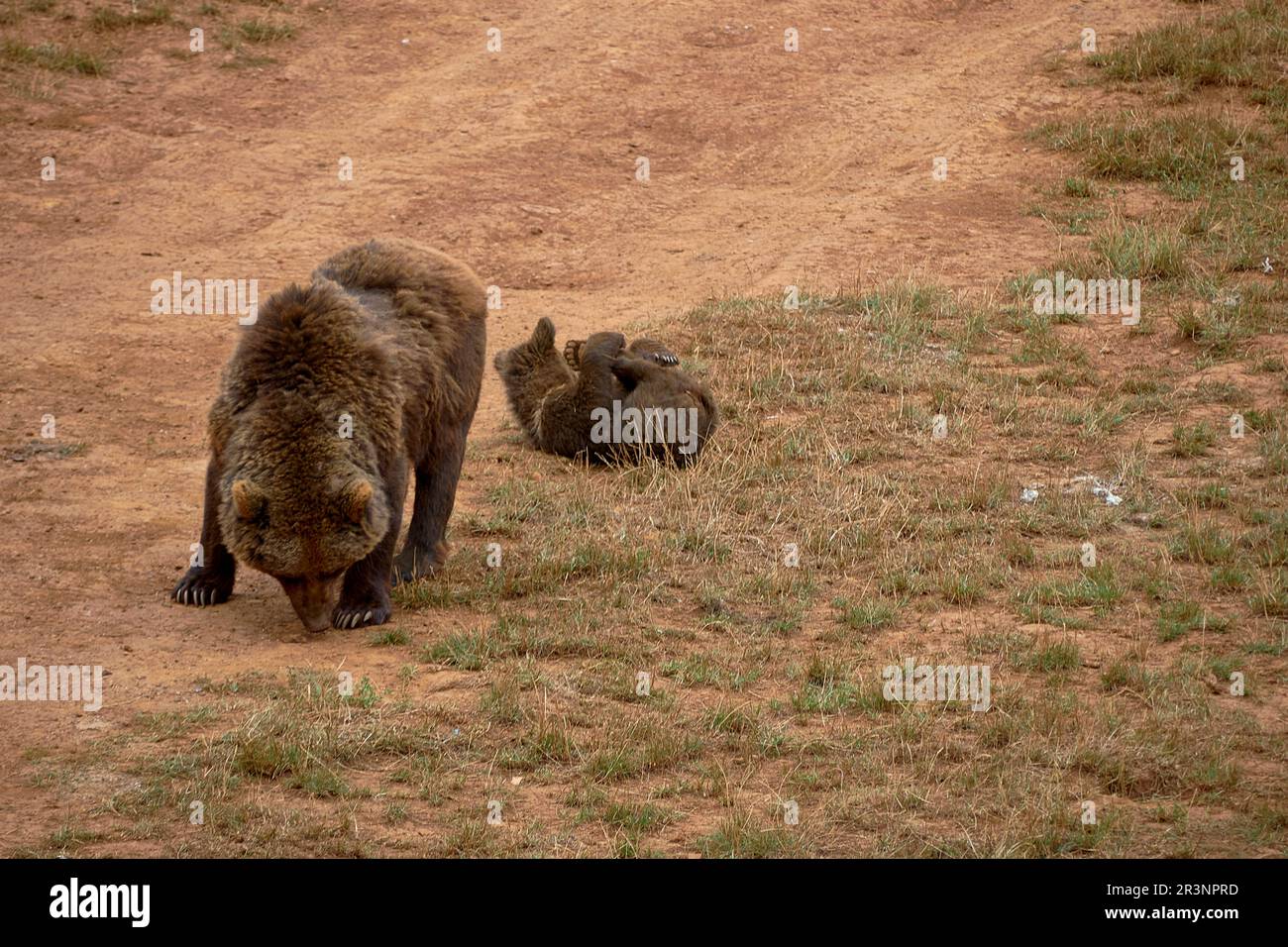 Female bear with her cub eating grass in the mountains. calf, brown dog ...