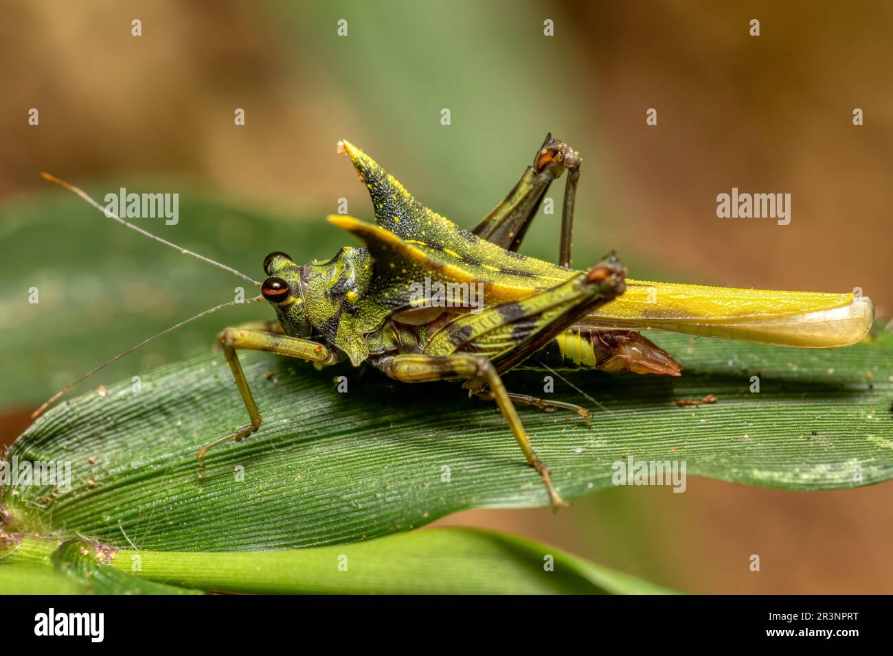 Green Grouse locust, Holocerus taurus, Ranomafana National Park ...