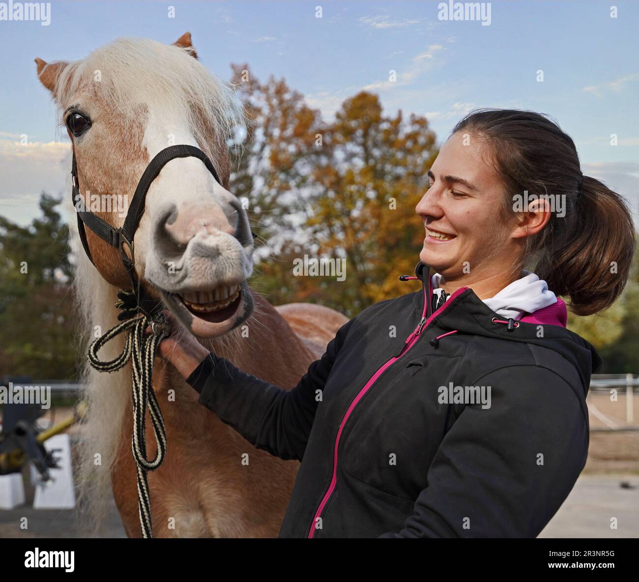 Preparation of the horse before training Stock Photo - Alamy