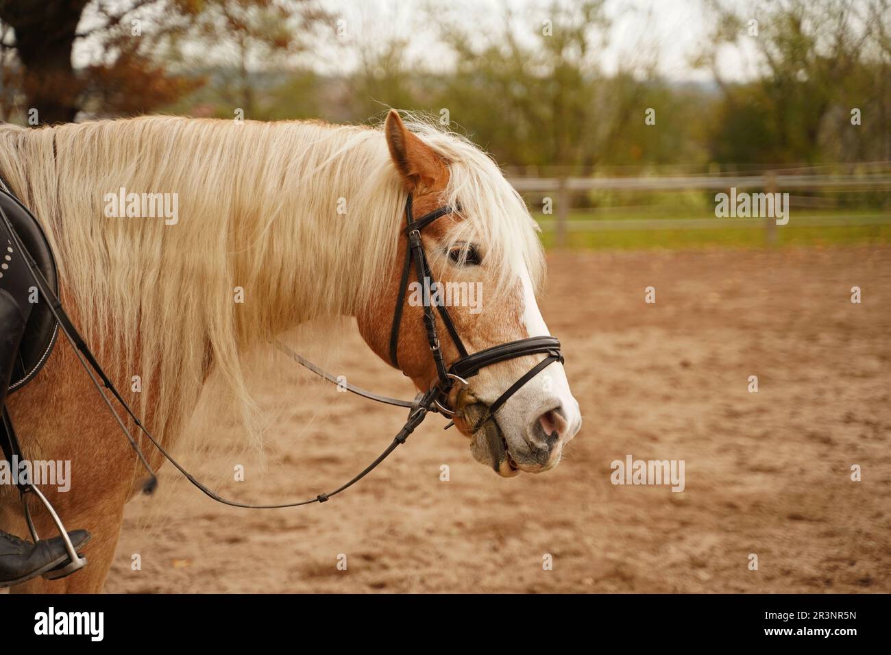 Photoshooting with light brown Haflinger with beige mane on a riding ...