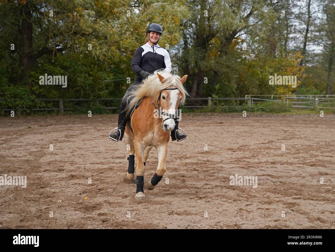 Training with the light brown Haflinger with beige mane on a riding ...