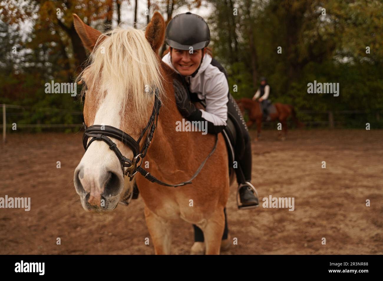 Training with the light brown Haflinger with beige mane on a riding ...
