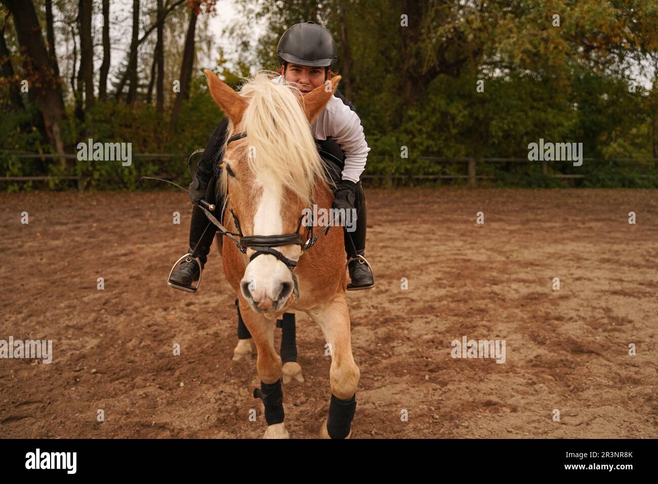 Training with the light brown Haflinger with beige mane on a riding ...
