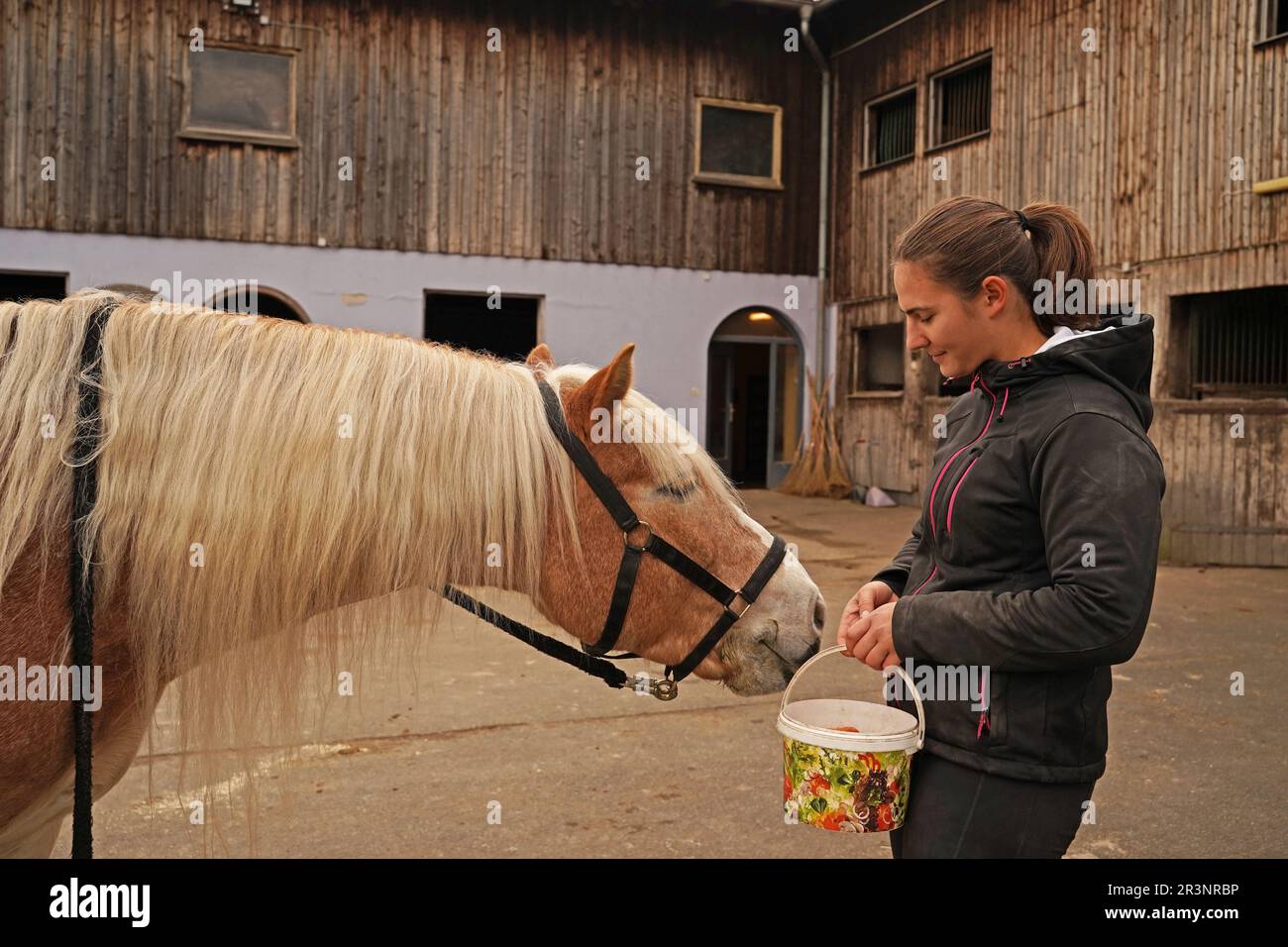 Best friends - light brown Haflinger with beige mane and her rider ...