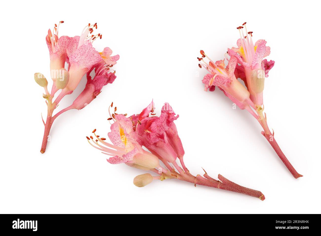Aesculus x carnea or red horse chestnut isolated on white background ...