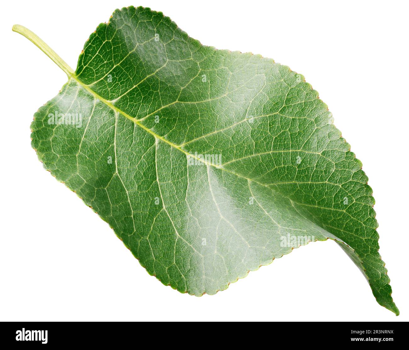 Leaf clipping hi-res stock photography and images - Alamy