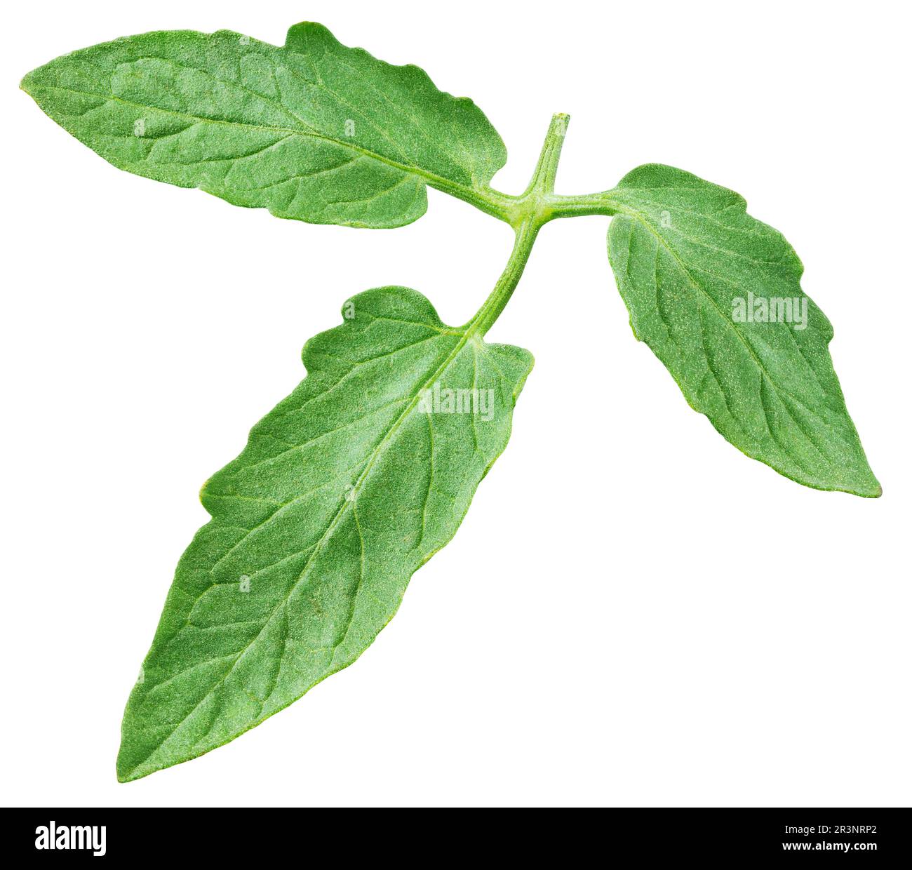Tomato leaf isolated on white background with clipping path Stock Photo ...