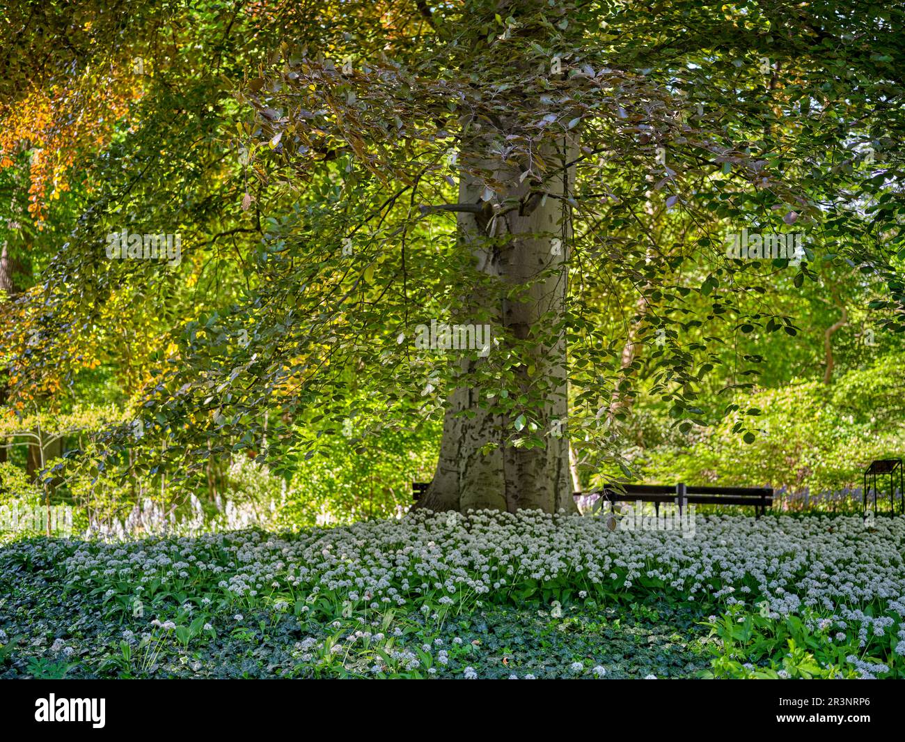 Old beech tree budding in may Botanical Gardens of Wroclaw Allium ...
