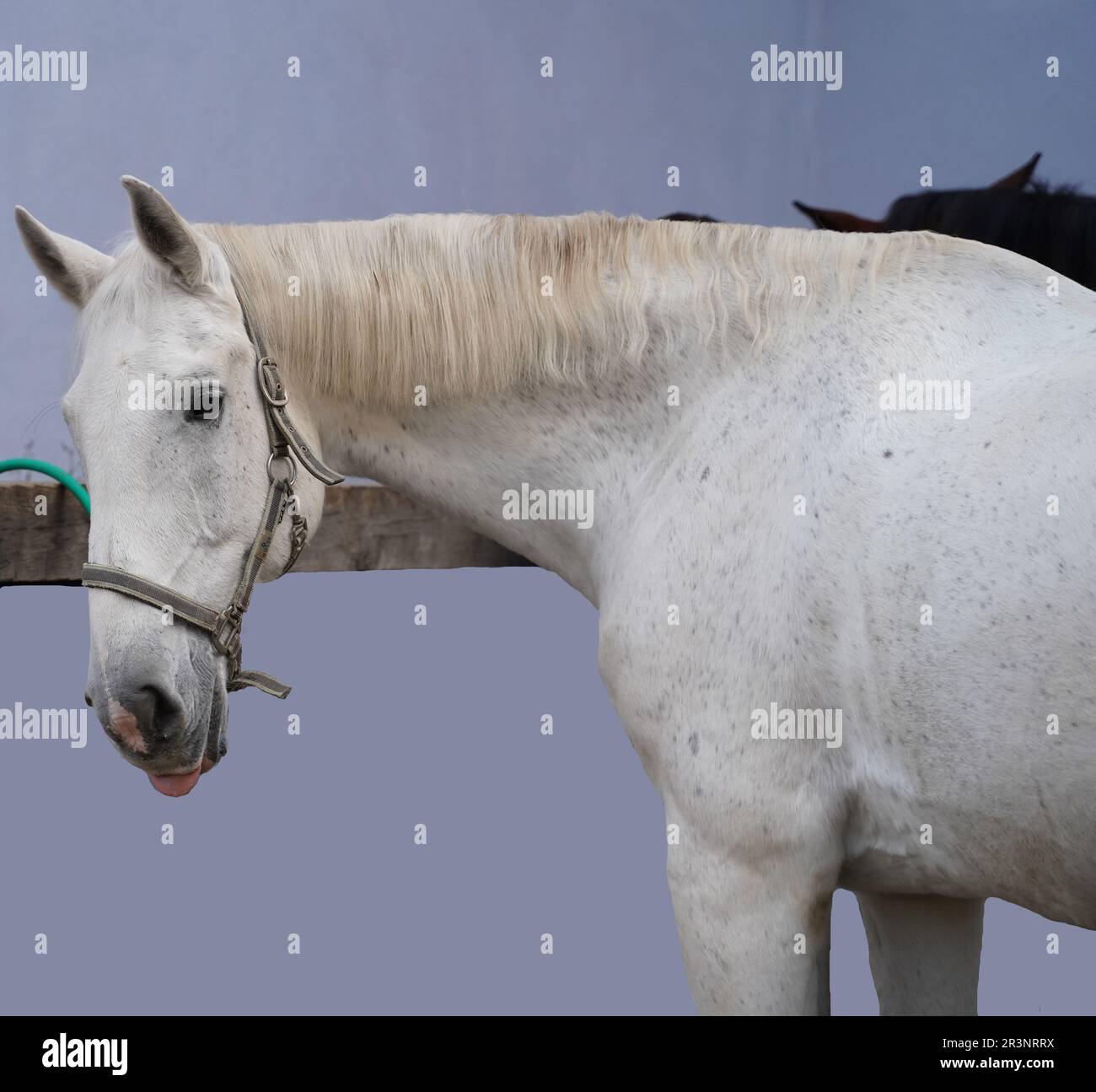 Preparation of the horse before training Stock Photo - Alamy