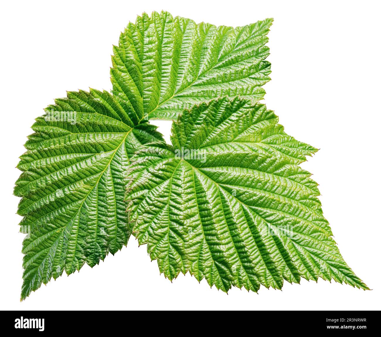Raspberry green leaf isolated on white background with clipping path ...