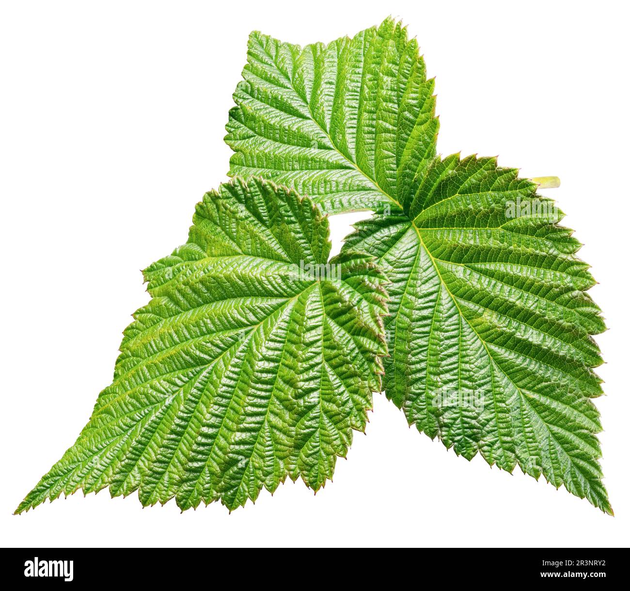 Raspberry green leaf isolated on white background with clipping path ...