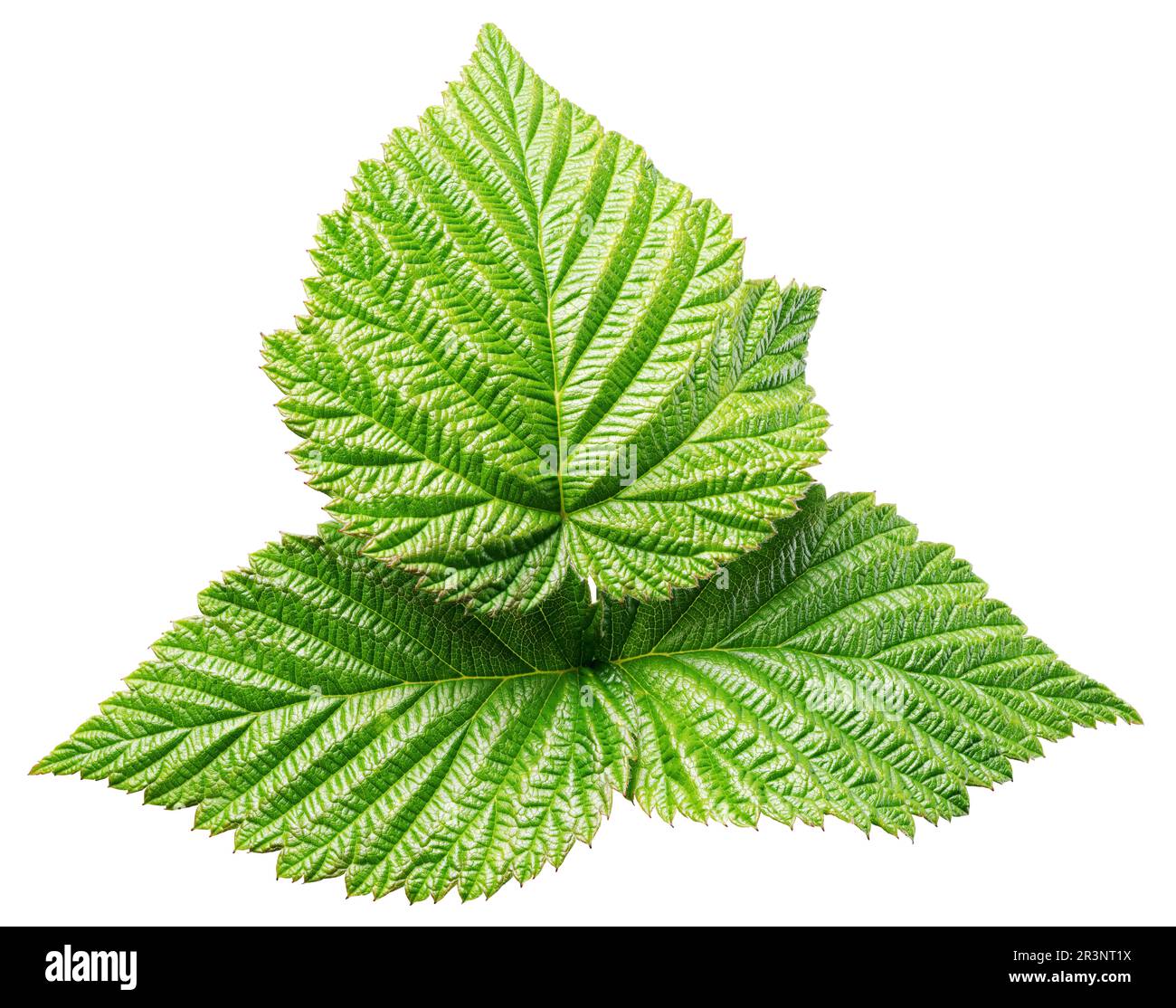 Raspberry green leaf isolated on white background with clipping path ...