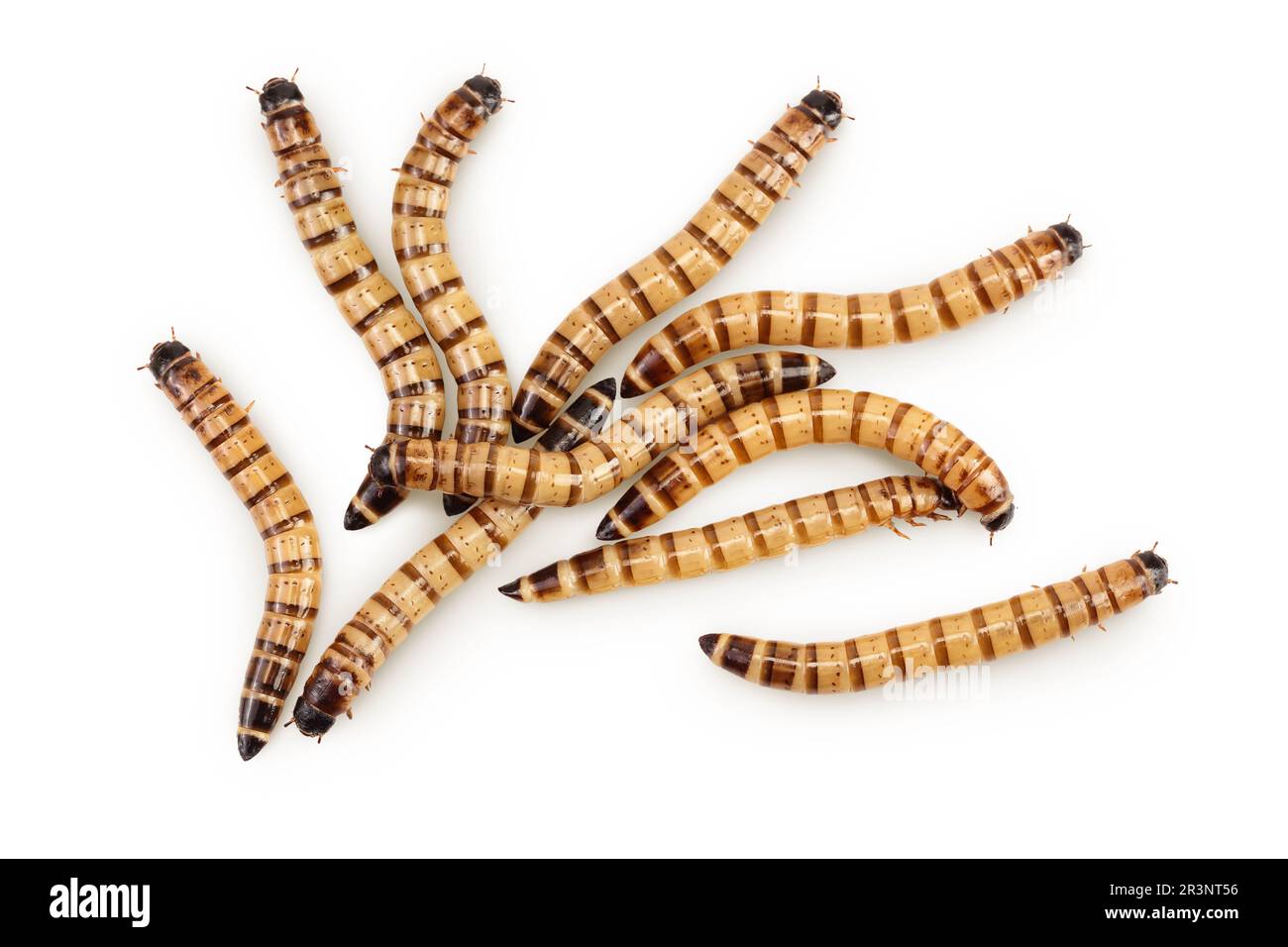 Worms larvae zophobas isolated on white background. Food for exotic ...