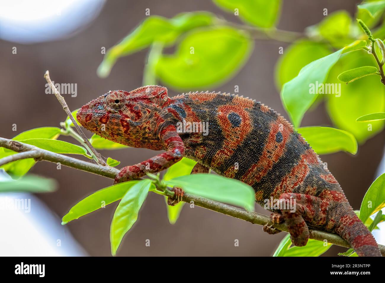 Hábitat de reptiles hi-res stock photography and images - Alamy