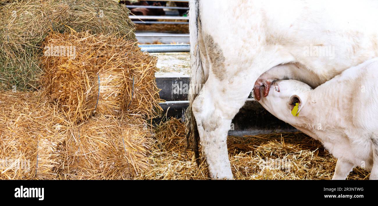 Small white calf suckling cow's udder at cattle farm Stock Photo - Alamy