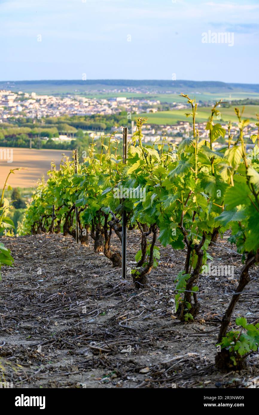 View on green premier cru champagne vineyards and valley of Marne river ...