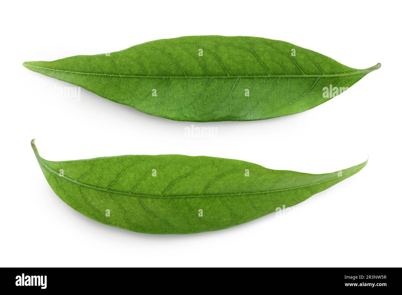 Green lychee leaf isolated on a white background. Top view. Flat lay ...