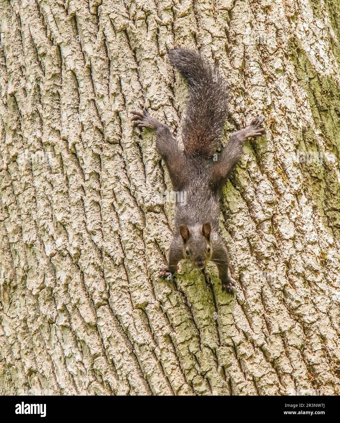Juvenile squirrels hi-res stock photography and images - Alamy