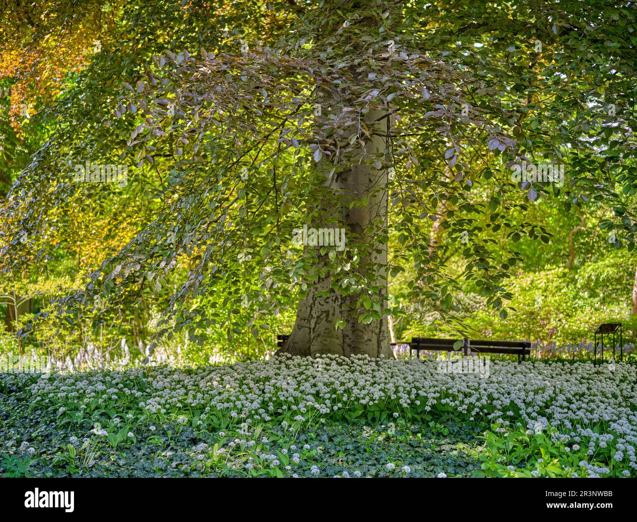 Old beech tree budding in may Botanical Gardens of Wroclaw Allium ...