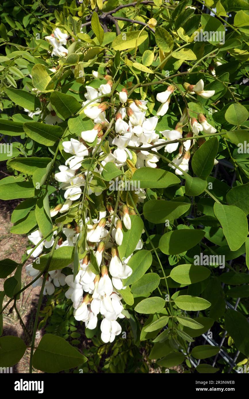 Common robinia (Robinia pseudoacacia), false acacia, false acacia ... Common robinia (Robinia pseudoacacia), false acacia, false acacia ...