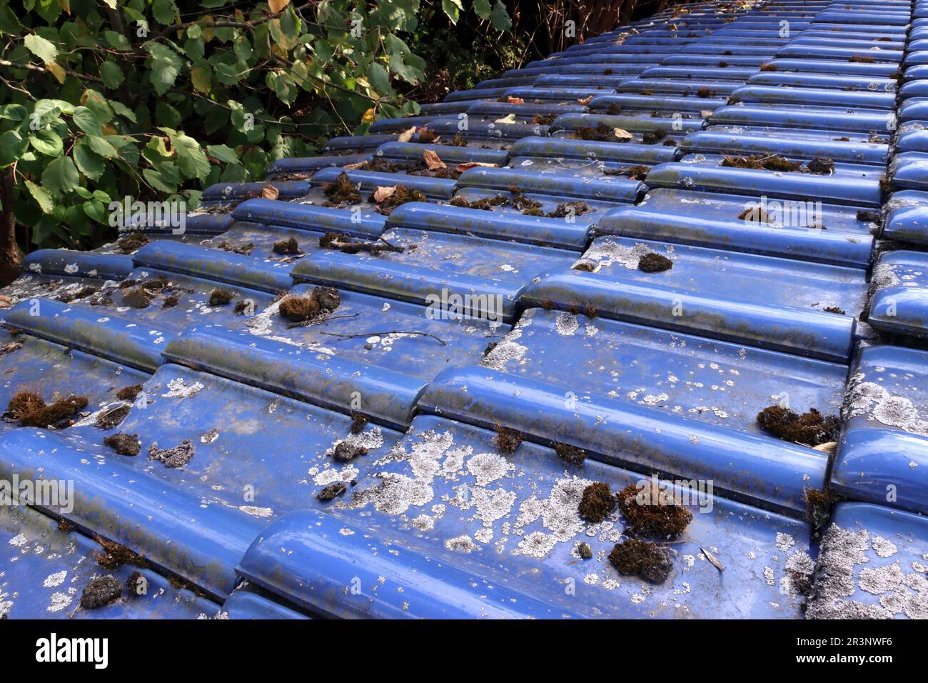 Lichen and moss on glazed blue roof tiles Stock Photo - Alamy