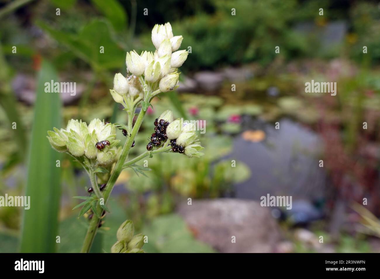 Bug nymphs in an early stage of the green rice bug (Nezara viridula ...
