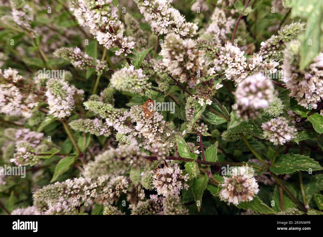 Golden borer (Pyrausta aurata), mint moth on a mint (Mentha Stock Photo ...