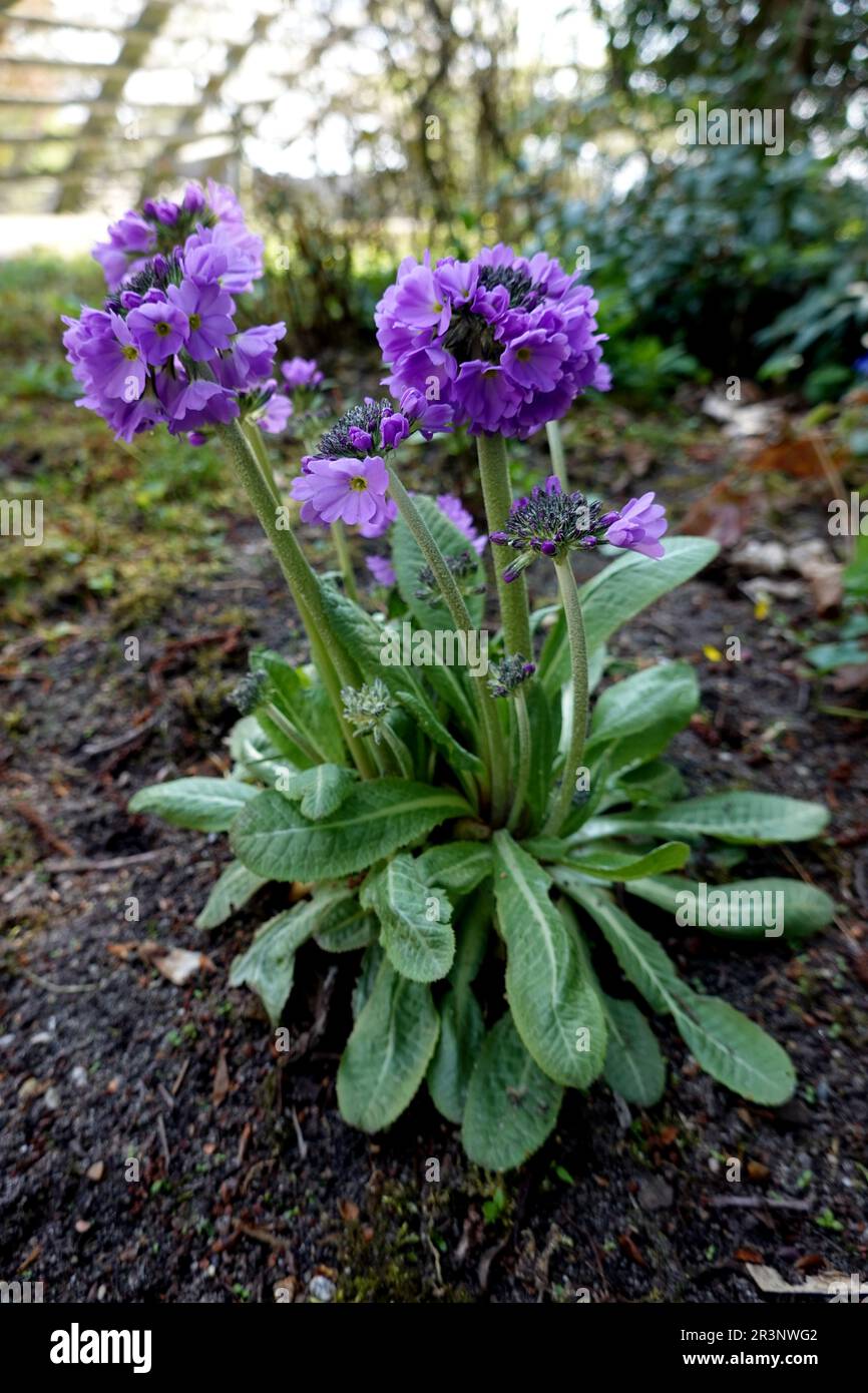 Globe primrose (Primula denticulata) - flowering plant in the spa park ...