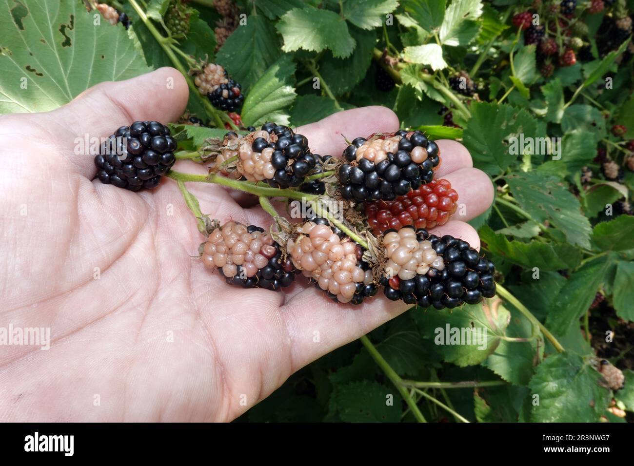 Sunburn on the fruit of a blackberry (Rubus Stock Photo - Alamy