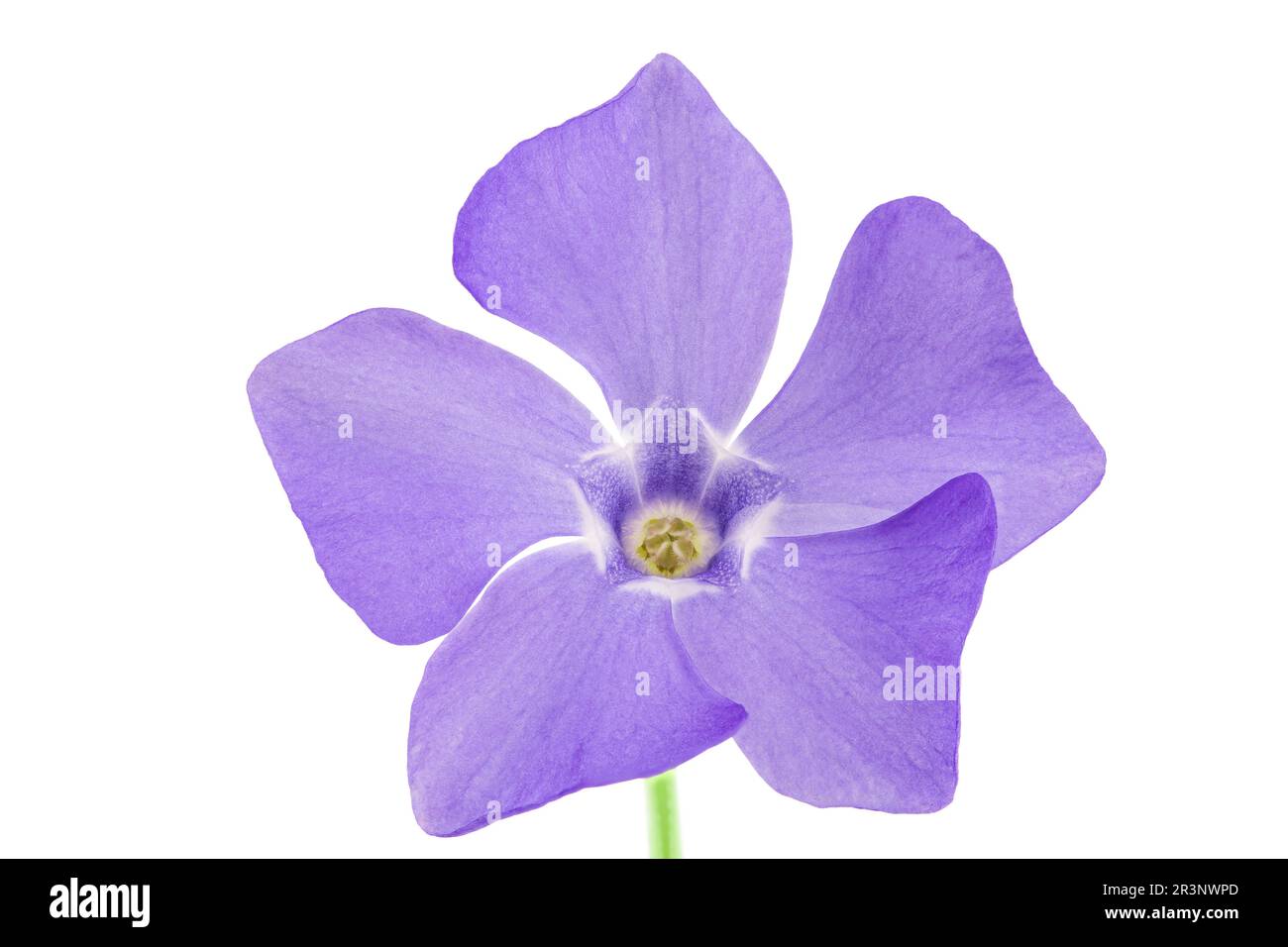 wild periwinkle flowers isolated on white background Stock Photo - Alamy