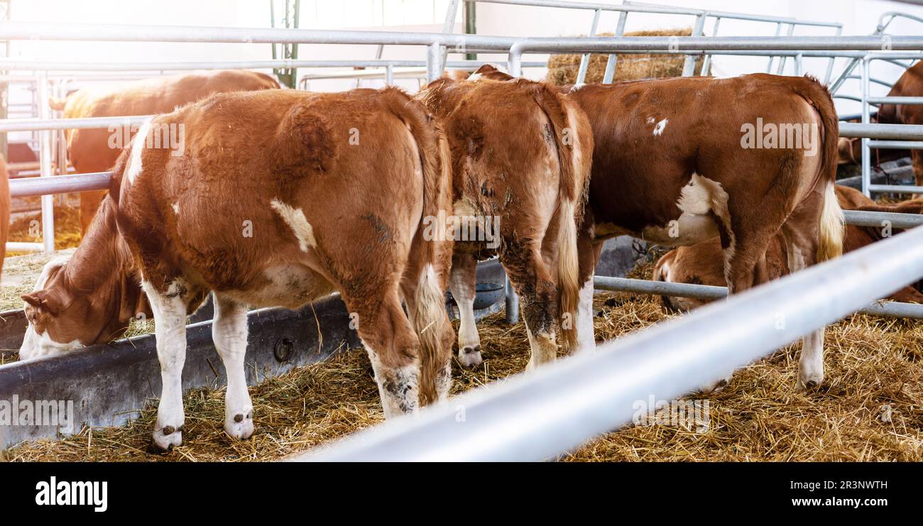 Rear view young cattle mature in livestock farm Stock Photo - Alamy