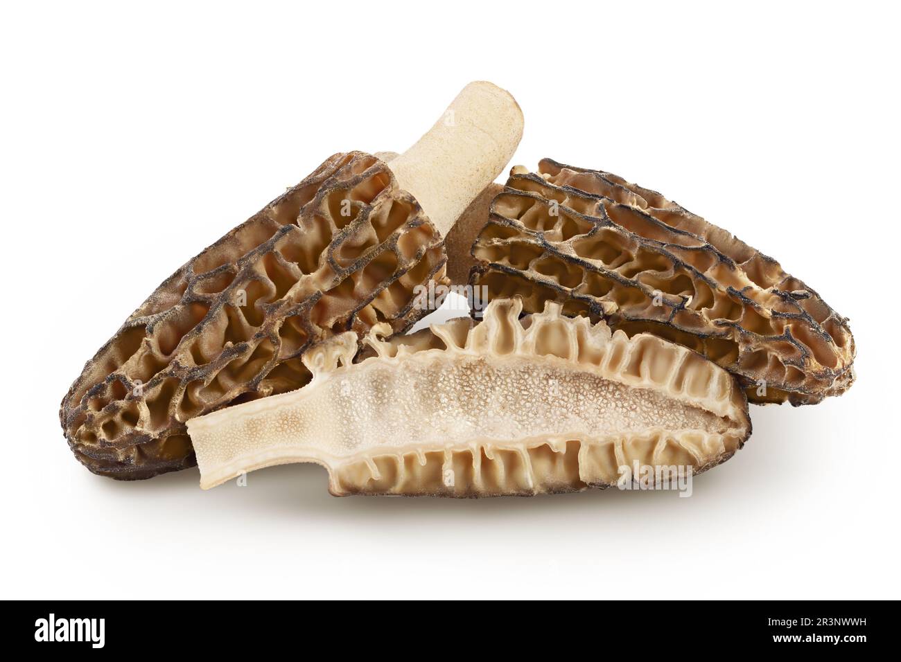raw morel mushroom isolated on white background with full depth of ...