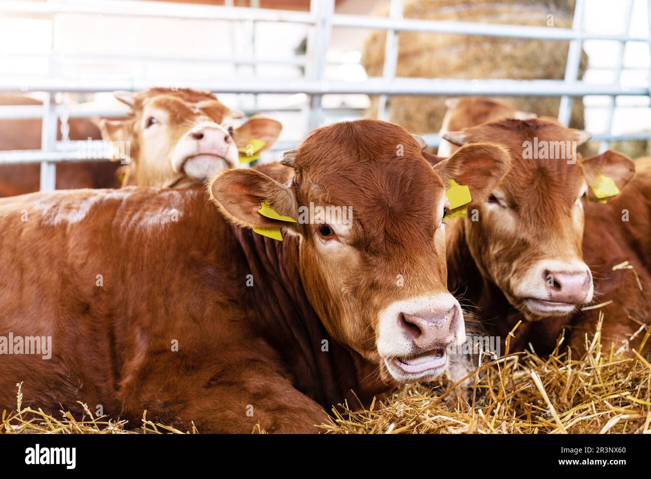 Young cattle mature in livestock farm Stock Photo - Alamy