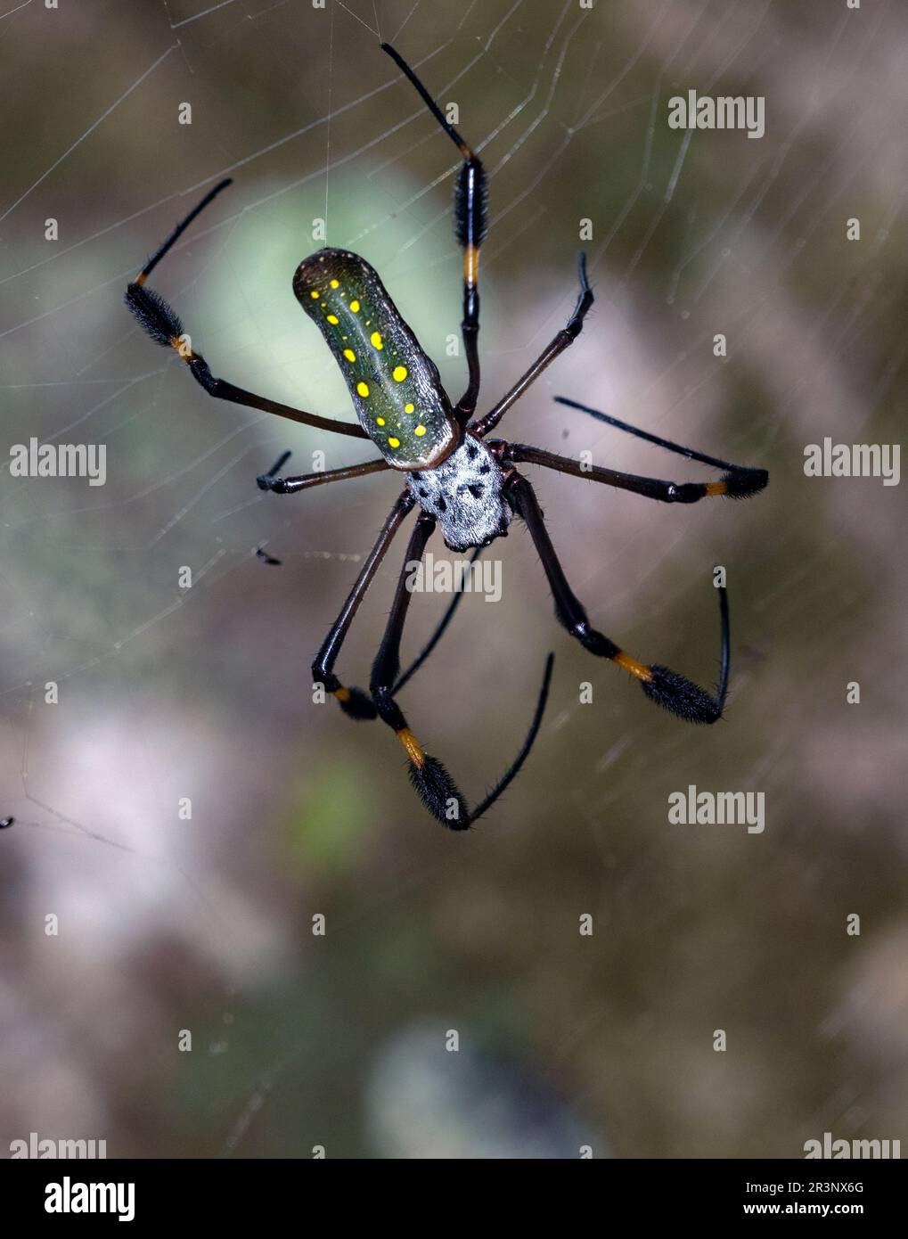 Female of the golder silk orb-weaver (Trichonephila clavipes, formerly ...