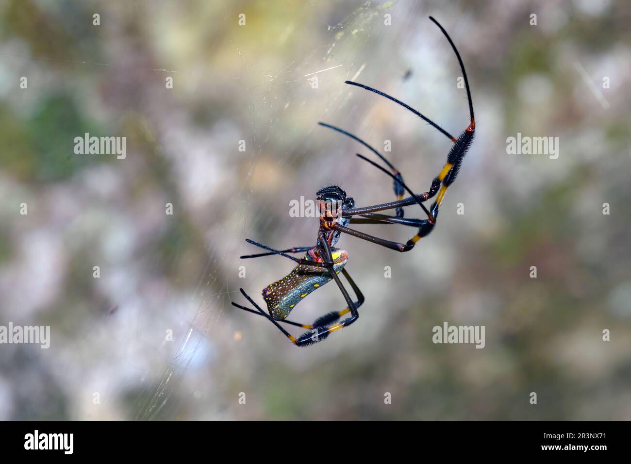 Female Of The Golder Silk Orb Weaver Trichonephila Clavipes Formerly Nephila Clavipes From