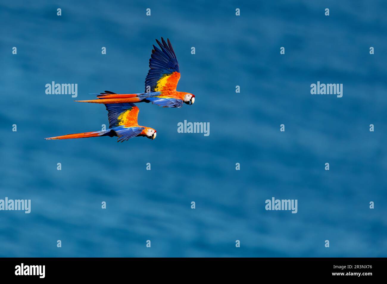 Scarlet macaws (Ara macao) flying at Osa Peninsula, Costa Rica Stock ...