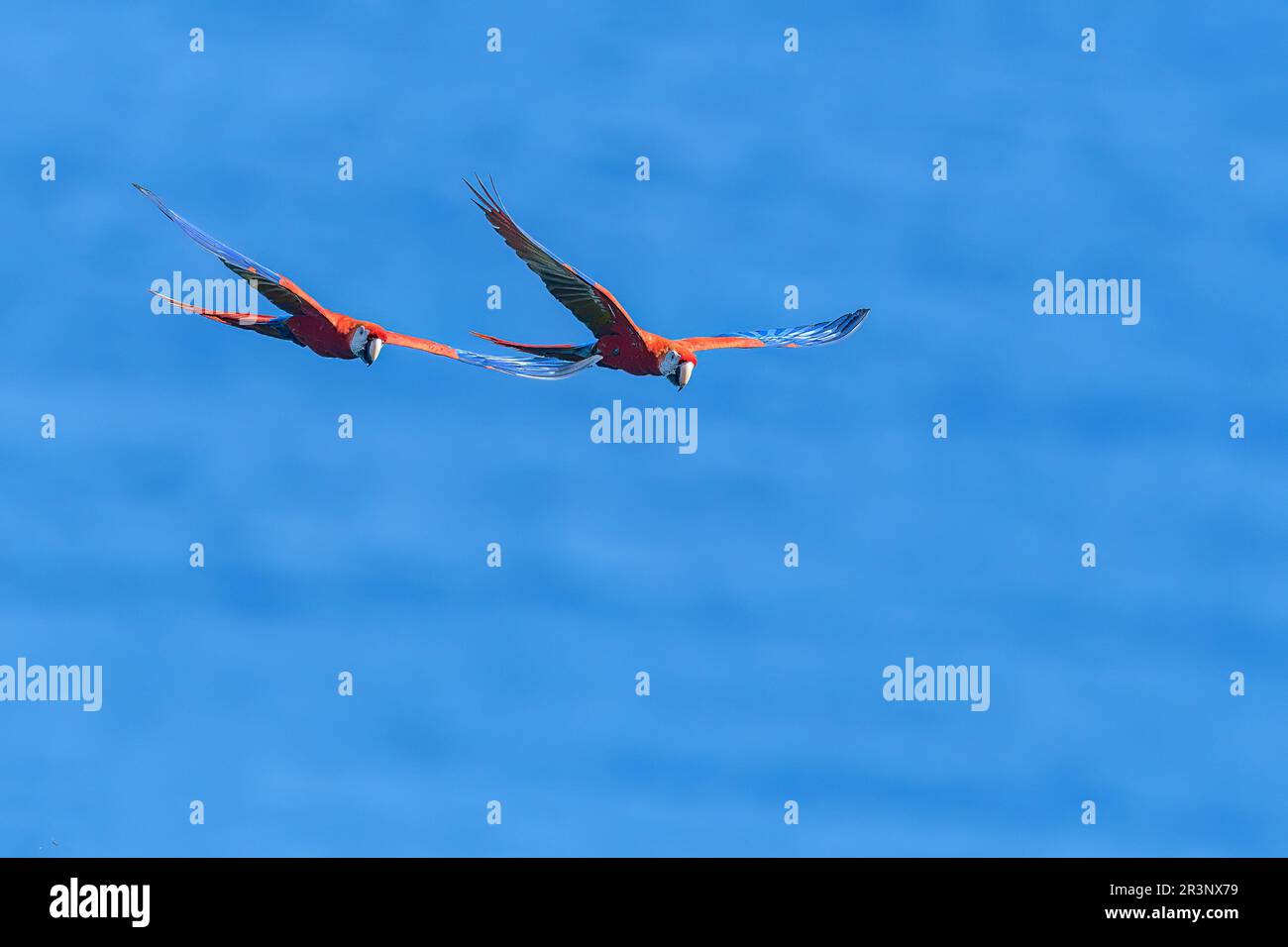 Scarlet macaws ara macao hi-res stock photography and images - Alamy