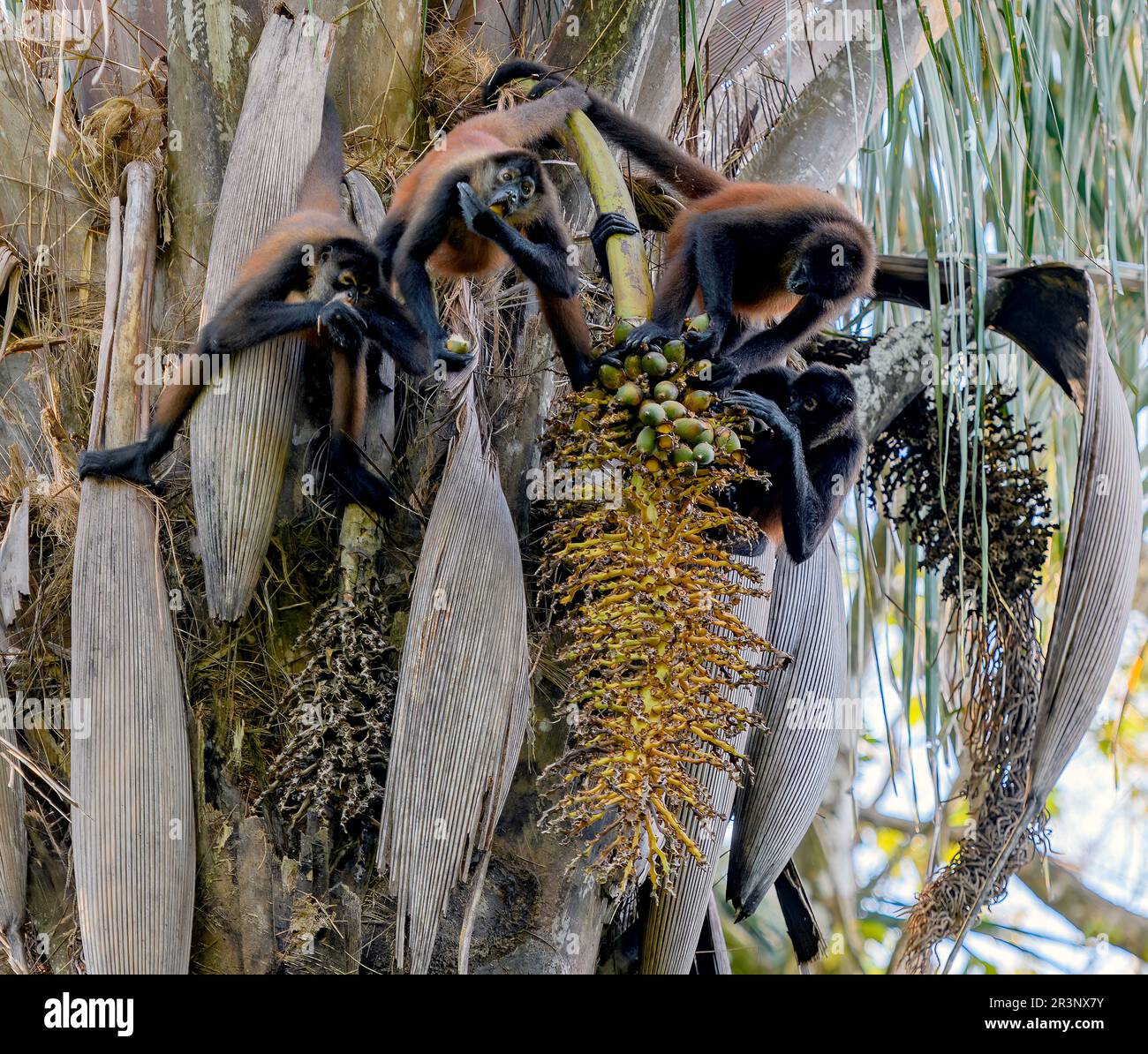 The endangered Geoffroy's spider monkey (Ateles geoffroyi) feeding on ...