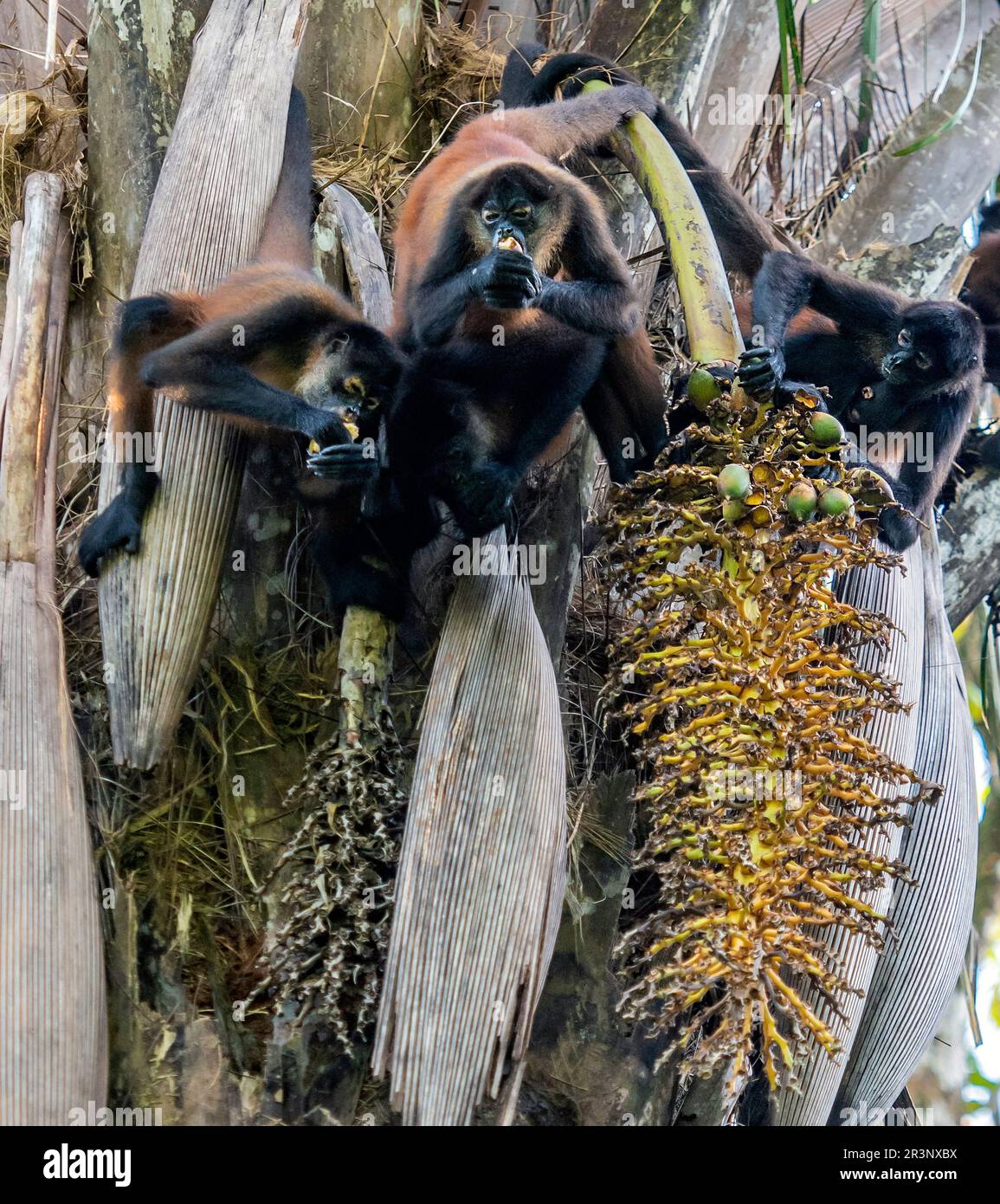 The endangered Geoffroy's spider monkey (Ateles geoffroyi) feeding on ...