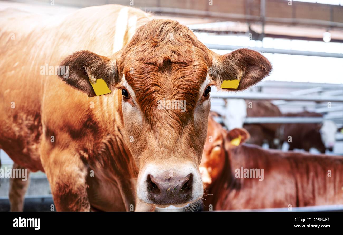Portrait red cattle cow hi-res stock photography and images - Alamy