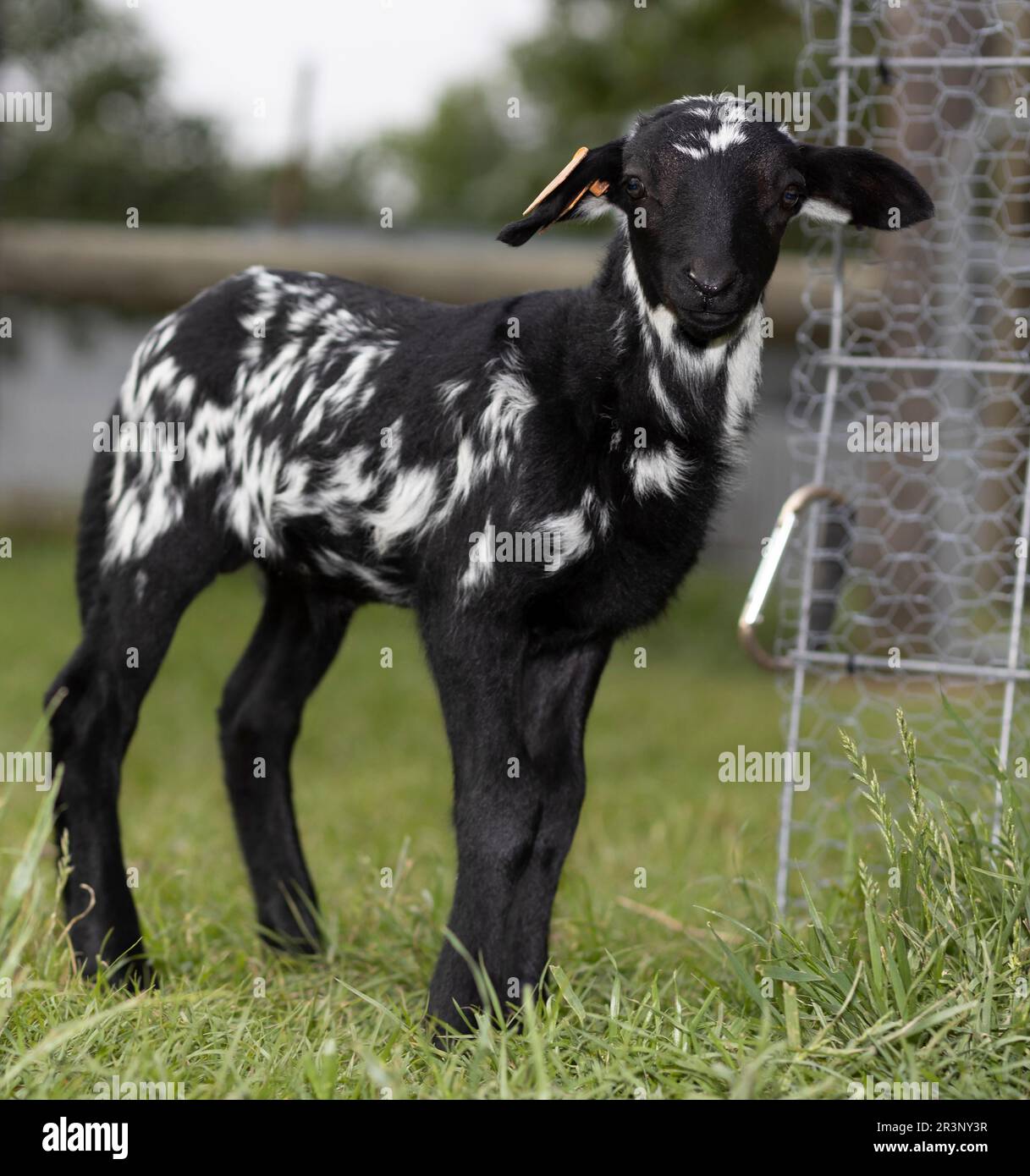 Black Katahdin Sheep Beautiful Baby Katahdin Dorper Lambs All From