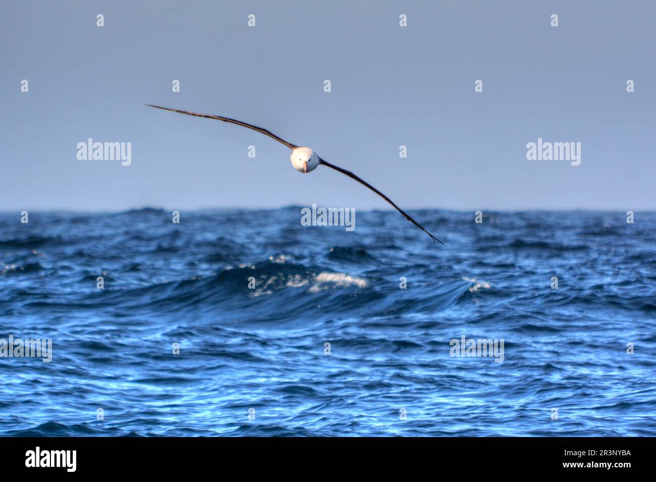 Albatross in drakes passage hi-res stock photography and images - Alamy