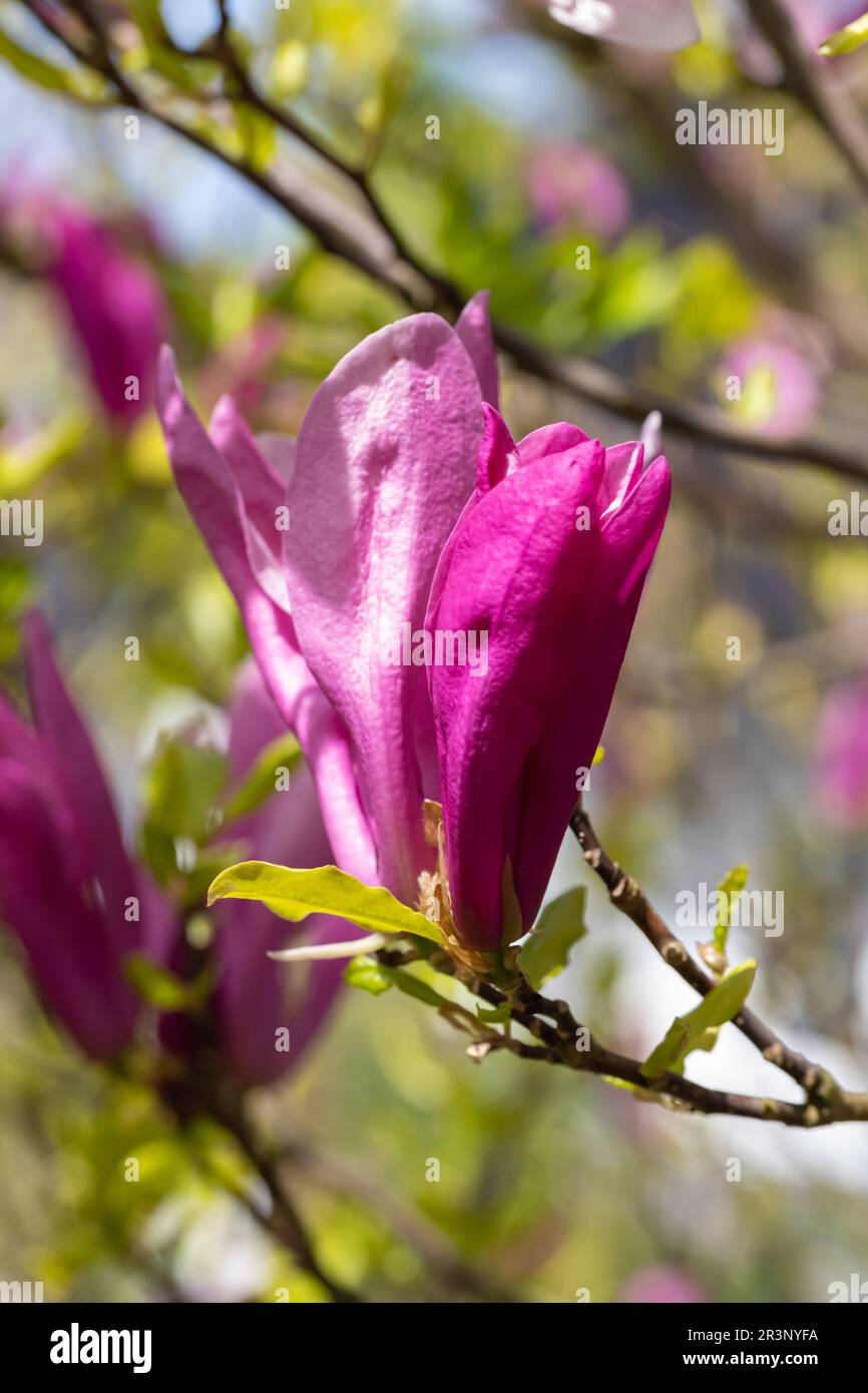 In April, the magnolia blooms in the garden. Magnolia liliiflora is a ...