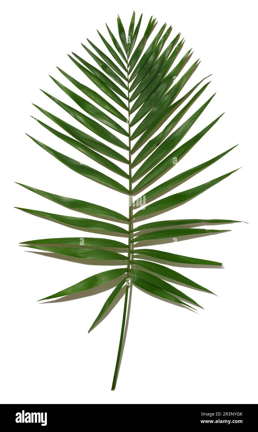 Green palm tree branch isolated on white background Stock Photo - Alamy