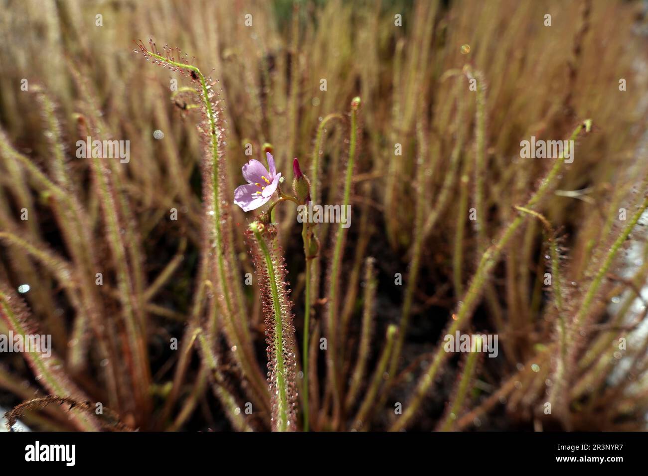 Filiform sundew (Drosera filiformis) in the Botanical Garden Stock ...